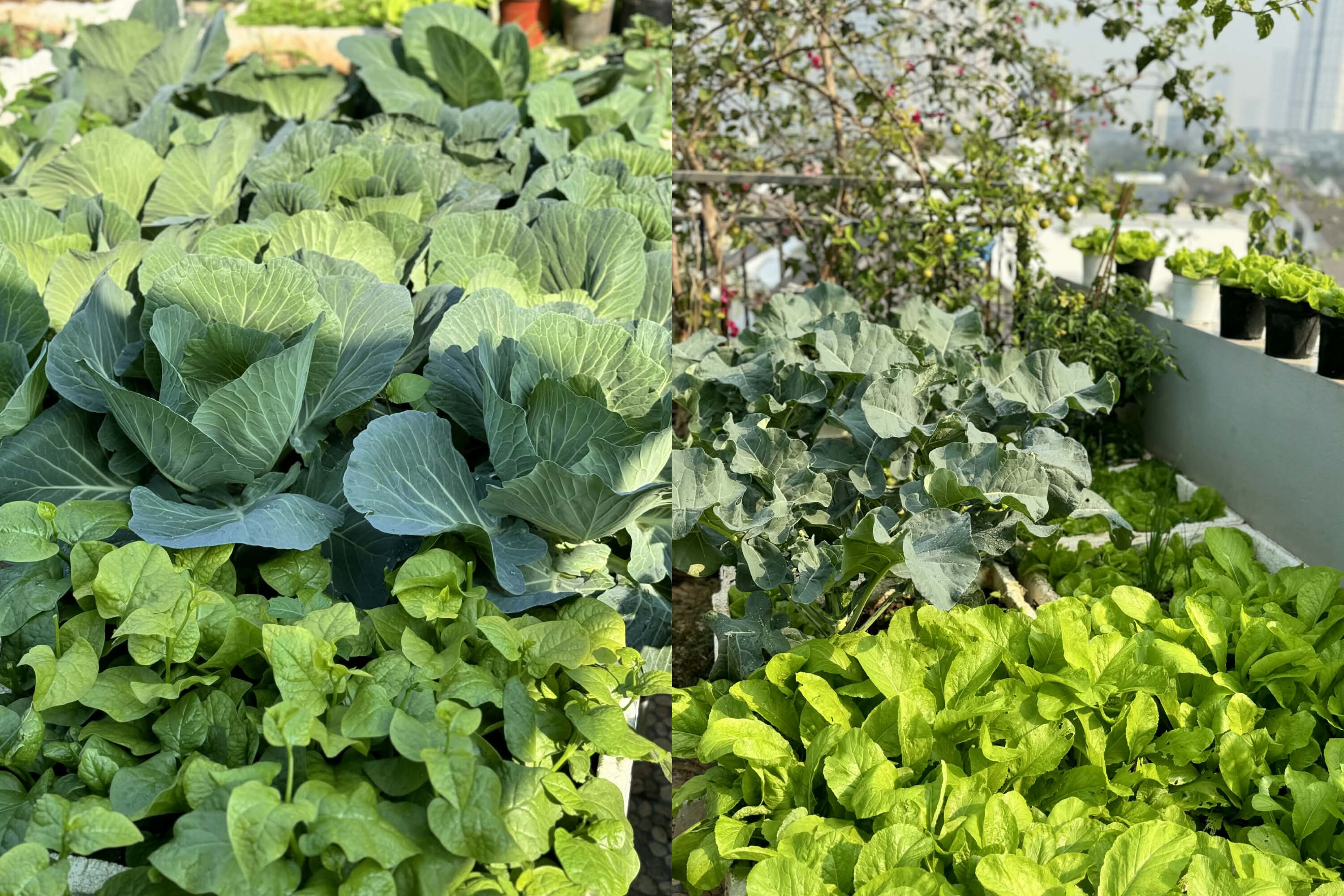 Lo ngại thực phẩm bẩn, mẹ 8X Hà Nội chi 10 triệu biến sân thượng nhà ...