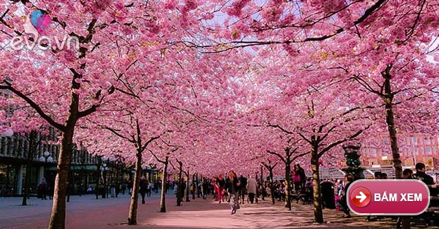 Con duong hoa : Chiêm ngưỡng những con đường hoa cực đẹp