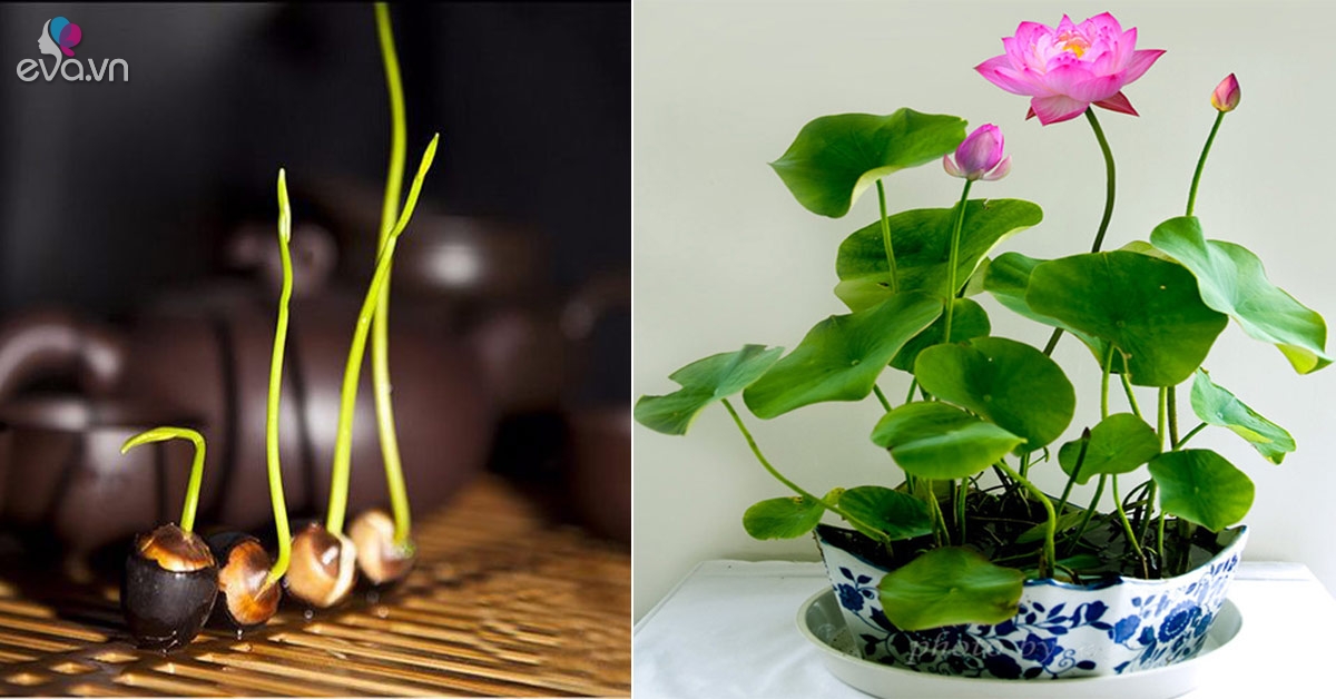 Cách trồng hoa sen mini trong chậu đơn giản tại nhà