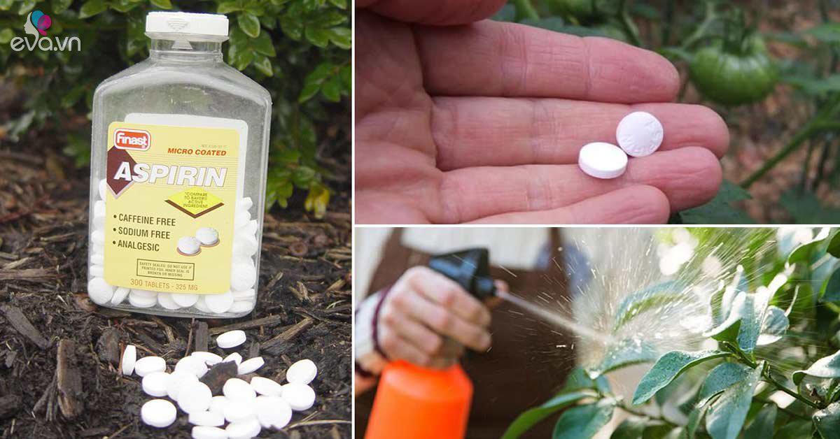Tác dụng trồng cây, trồng rau của thuốc Aspirin