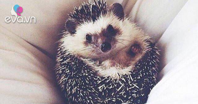 Câu chuyện con nhím giúp bạn nhận ra nguyên tắc giữ khoảng cách trong ...