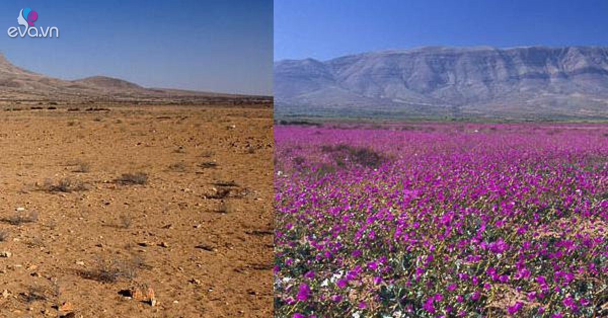 Sa mạc khổng lồ biến thành cánh đồng hoa rộng lớn