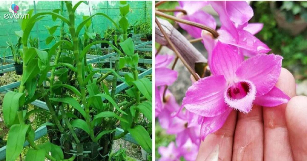 Kỹ thuật trồng lan trầm tím, vài tháng ra kết quả mỹ mãn