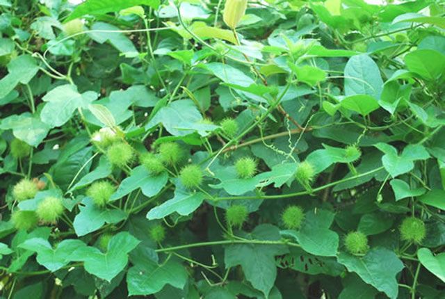 Tác dụng của rau rừng và các loại rau rừng tốt cho sức khỏe