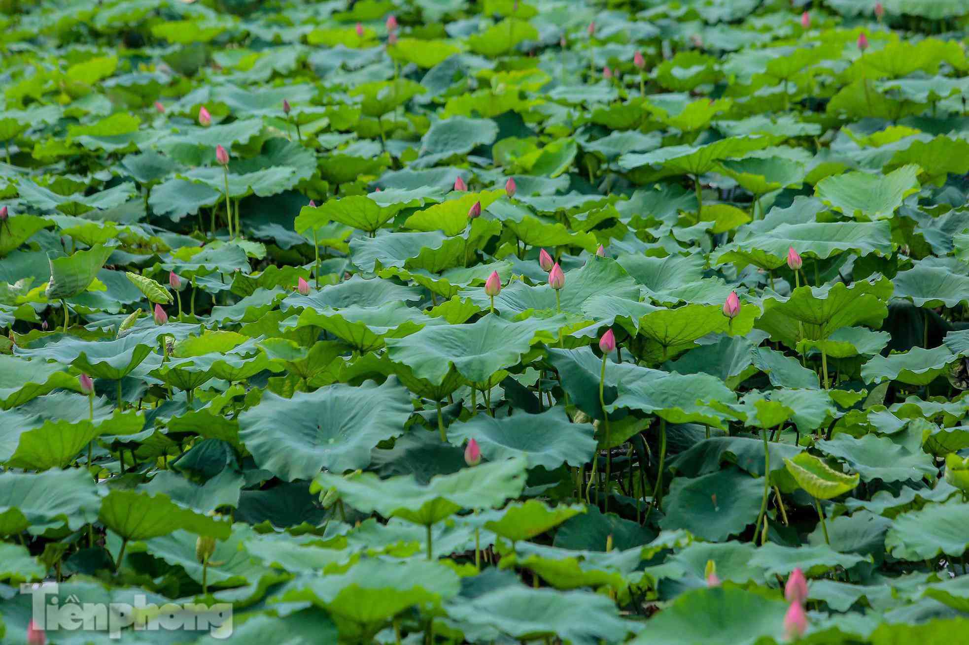 Đầm sen nổi tiếng Hà Nội bung nở hút hồn, dịch vụ ăn theo ế ẩm vì COVID-19