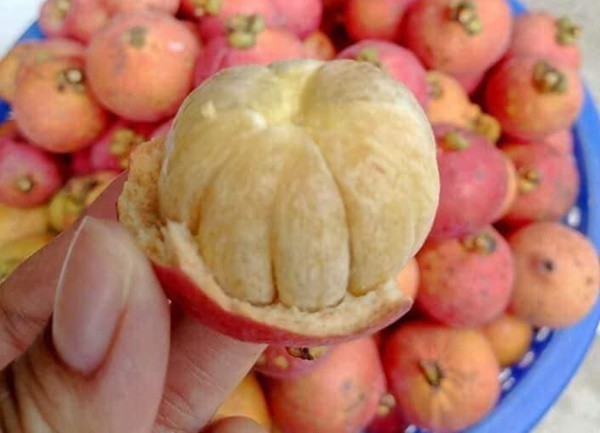 Loạt quả rừng mọc dại giá không hề rẻ vẫn được lùng mua, hương vị khác ...