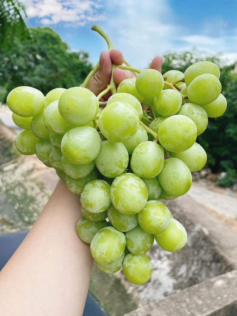 Ăn nho màu nào tốt nhất? Vì sao nho giàu vitamin nhưng phụ nữ có thai ...