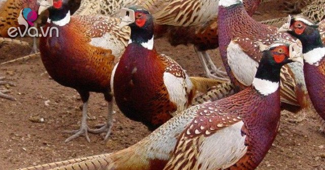 Nghề lạ ở Việt Nam: Bỏ phố về quê nuôi bạt ngàn loài chim lạ, là đặc ...