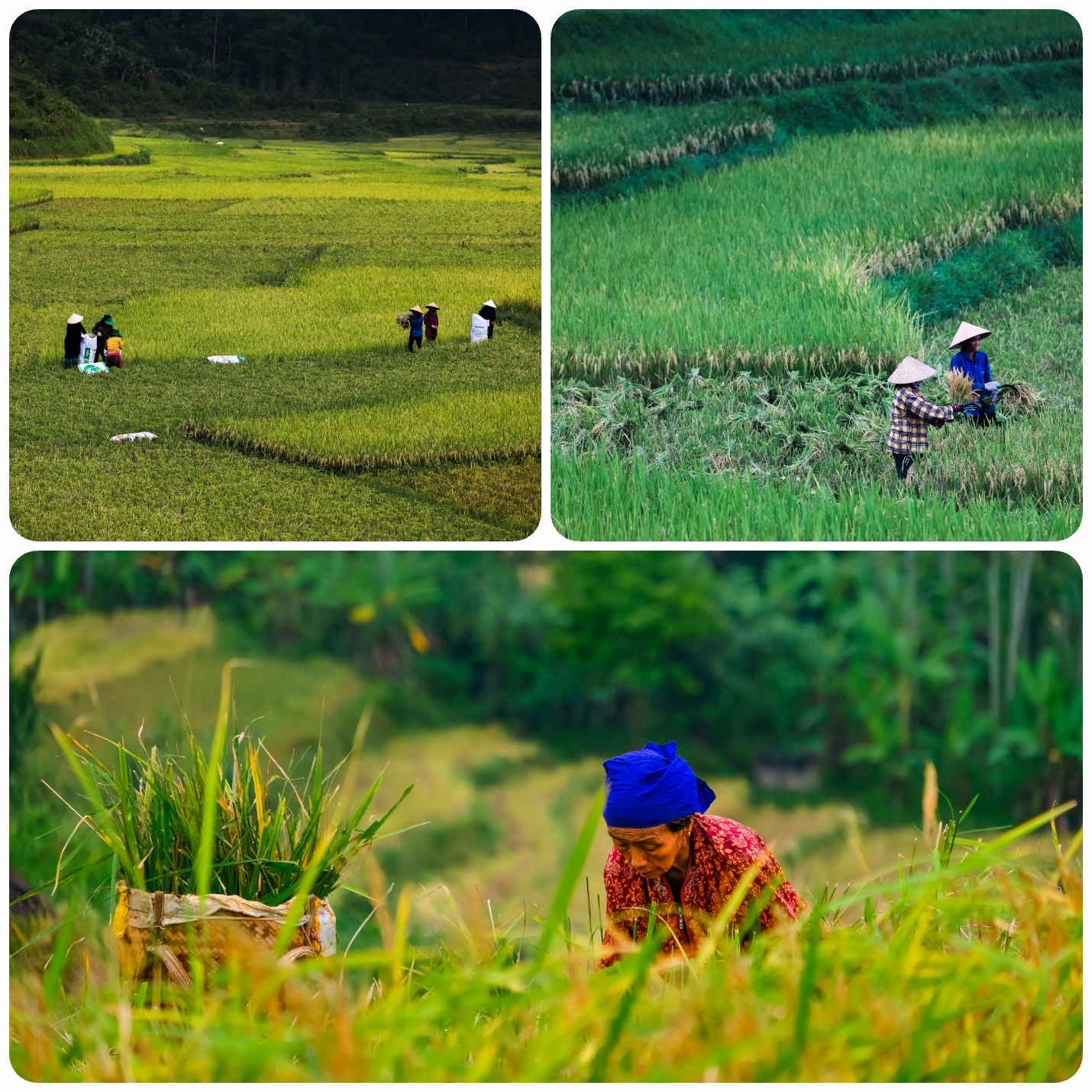 Uống ly cà phê, thảnh thơi ngắm mùa vàng Pù Luông