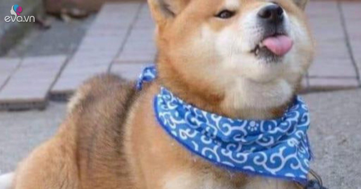 Những chú chó cute nhất hệ mặt đất