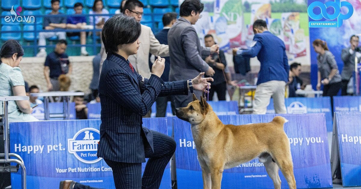 Chú chó Mông cộc về nhất cuộc thi chó bản địa Việt Nam
