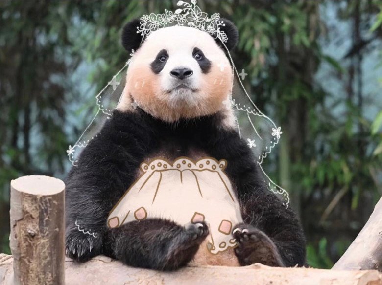 Đẳng cấp công chúa Fubao: Đến bạn trai tin đồn cũng là hoàng tử, tên ...