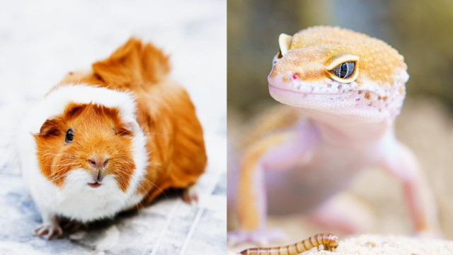 Top 7 thú cưng độc lạ bạn nên thử nuôi ít nhất một lần, lợn Ghi-nê ...
