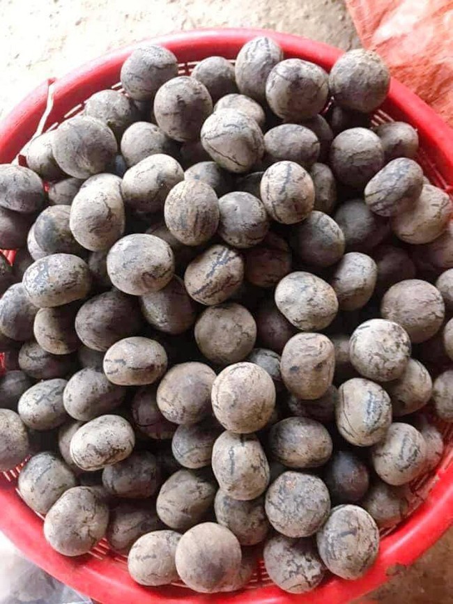 Loại quả xưa rụng đầy không ai ngó ngàng, giờ thành đặc sản mùa hè được ...