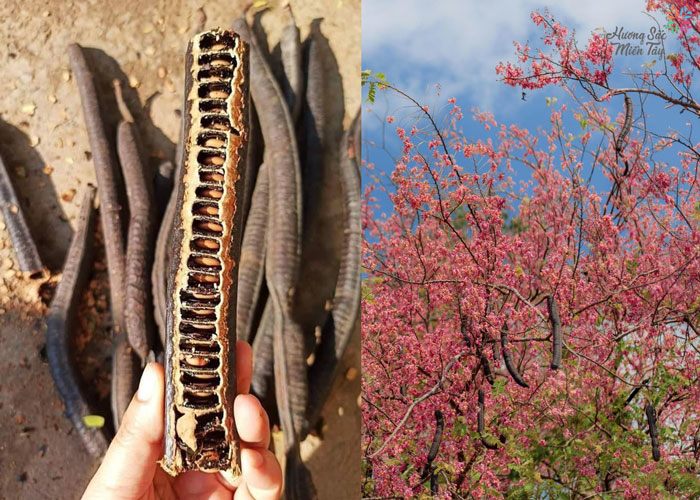 Loại quả xưa rụng đầy không ai ngó ngàng, nay thành đặc sản được ưa ...