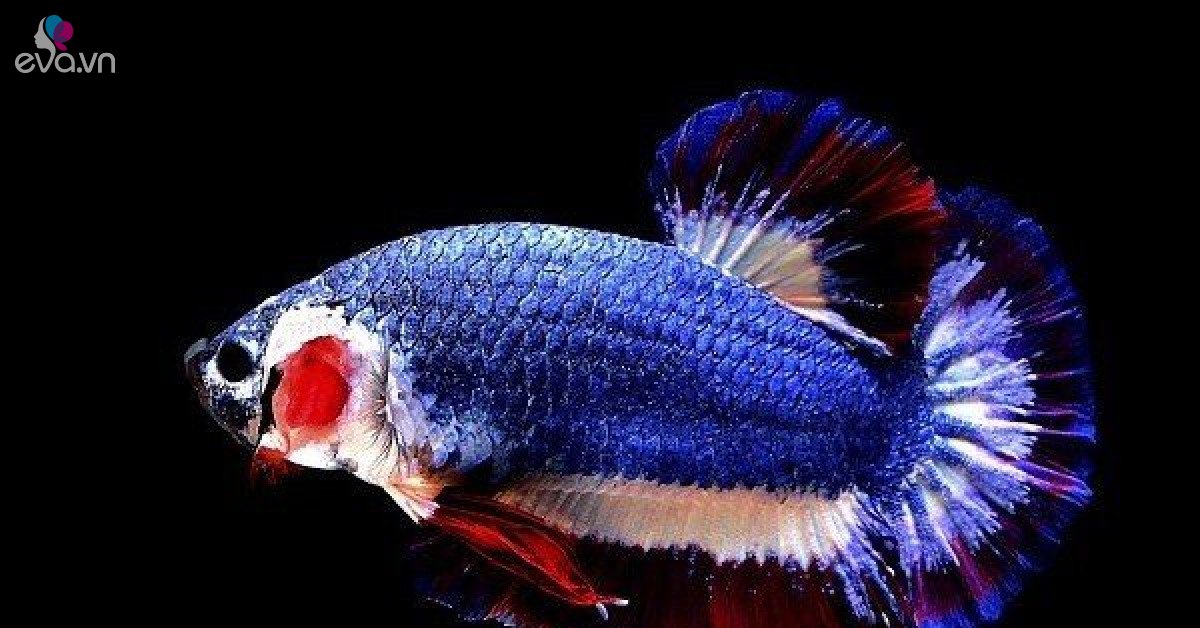 Con cá chọi bé tí giá 38 triệu đồng, người đàn ông vẫn xuống tiền mua