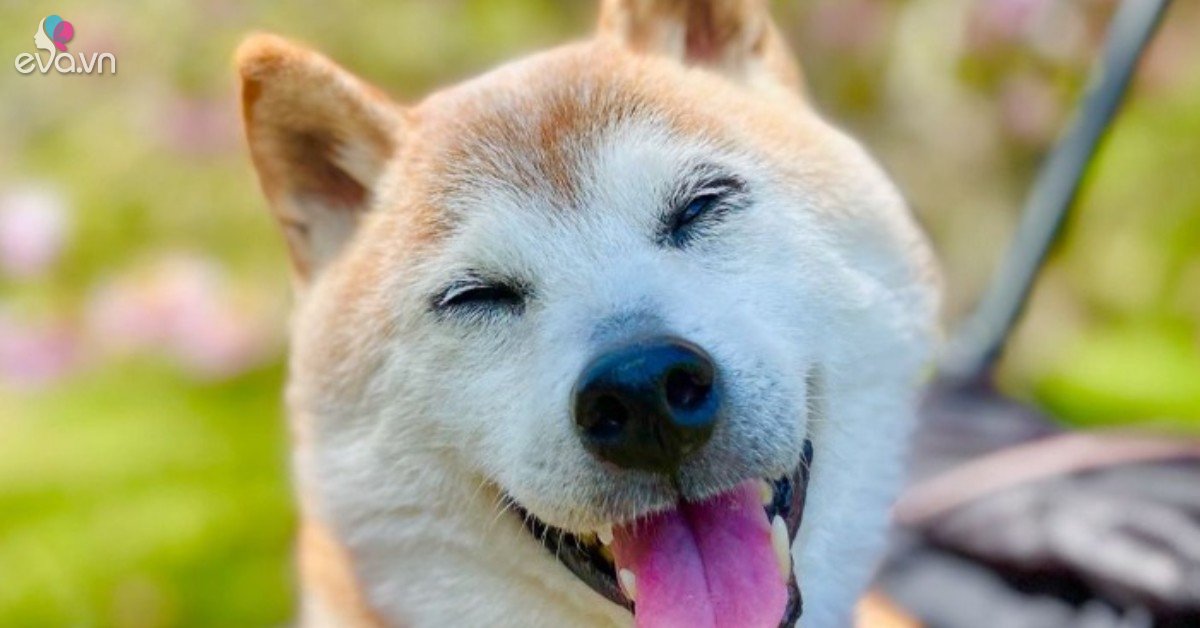 Tạm biệt Kabosu - chú chó nổi tiếng MXH, gắn liền với meme Doge đã qua ...