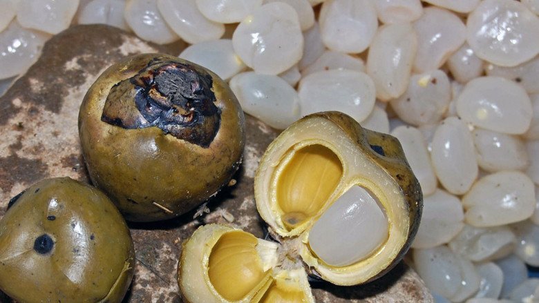 Loại quả xưa rụng đầy không ai ngó ngàng, giờ thành đặc sản mùa hè được ...