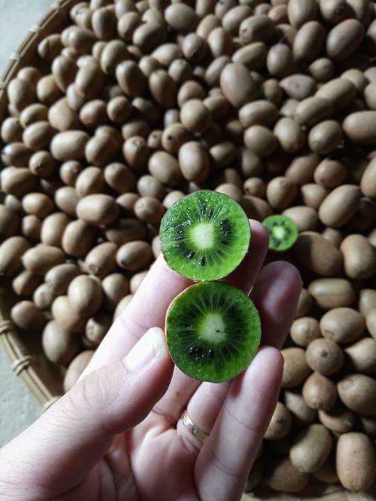 Loại quả xưa rụng đầy không ai ngó ngàng, giờ thành đặc sản chị em ...