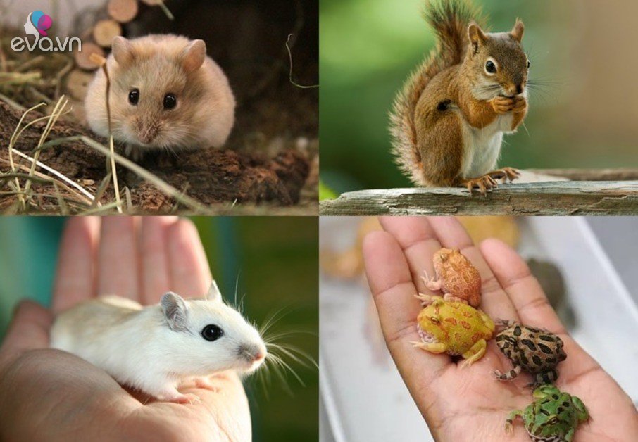 Điểm danh loạt thú cưng mini thích hợp nuôi trong phòng nhỏ, nhìn thôi ...