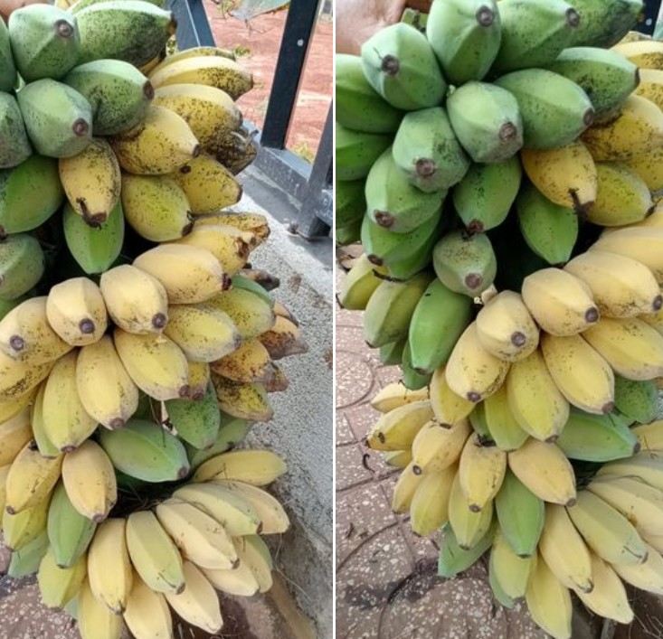 Loại quả xưa rụng đầy không ai biết đến, giờ thành đặc sản có hương vị ...