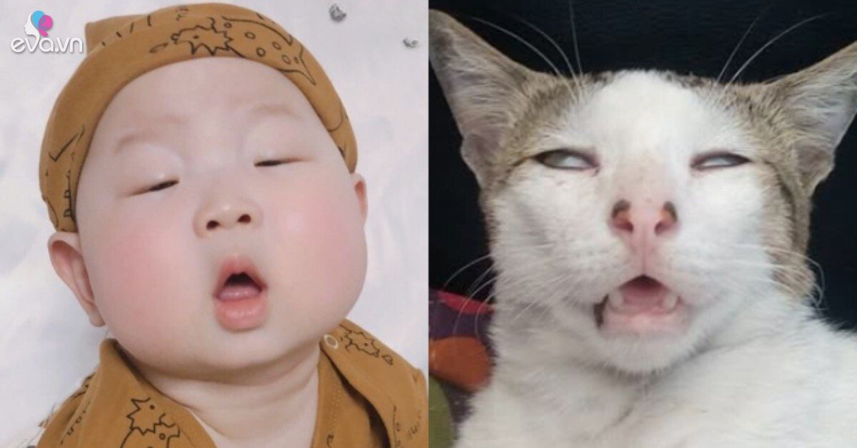 7749 biểu cảm hài hước, giống nhau như lột của trẻ em và động vật