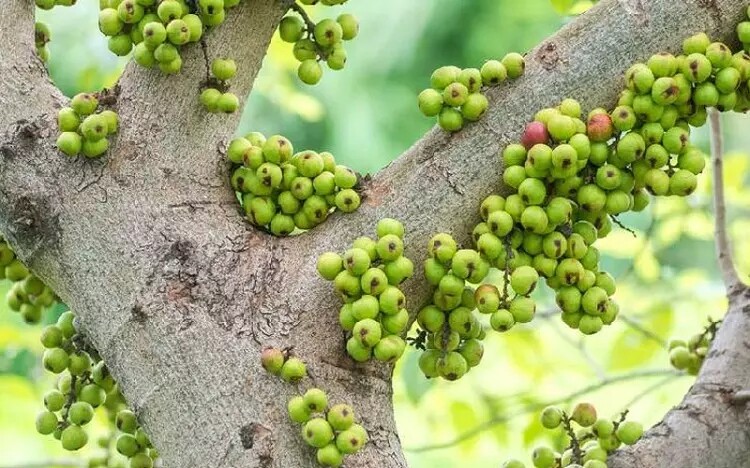 Loại quả mọc bờ rào xưa rụng đầy gốc, nay thành đặc sản ở thành phố ...