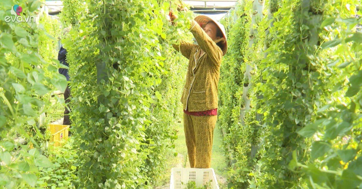 Nghề lạ ở Việt Nam: Cây mọc hàng rào mang về trồng 15 ngày là thu hoạch ...