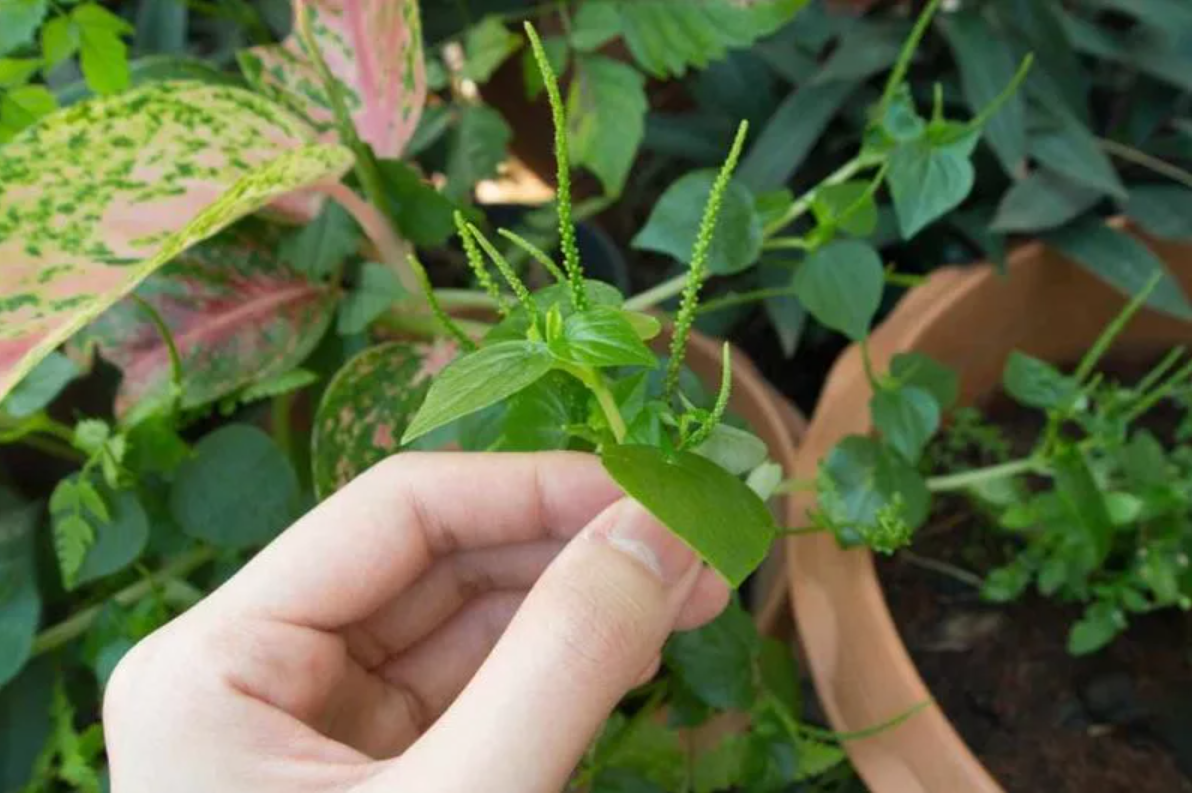 Nghề lạ ở Việt Nam: Cây mọc hàng rào mang về trồng 15 ngày là thu hoạch ...