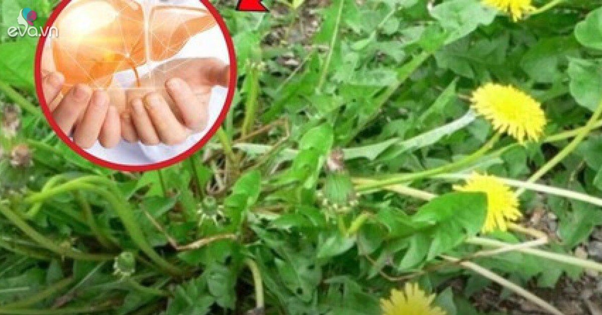 Rễ bồ công anh: ‘Thần dược’ giải độc gan hay chỉ là lời đồn?