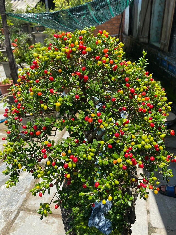 Cây dại cho hoa và quả đẹp mắt lên chậu thành bonsai độc lạ, mang lại ...