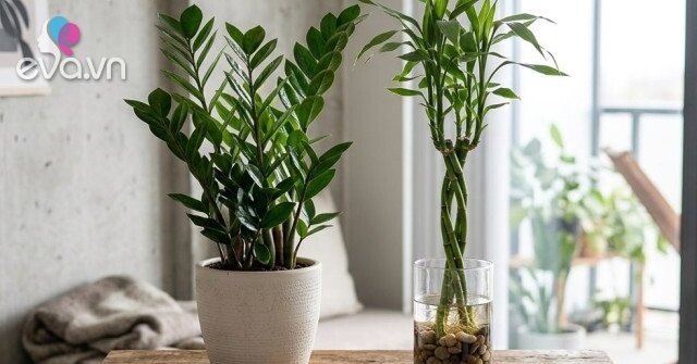 Cây kim tiền và phát tài: Chọn cây nào để hút vượng khí, tấn tài tấn lộc?