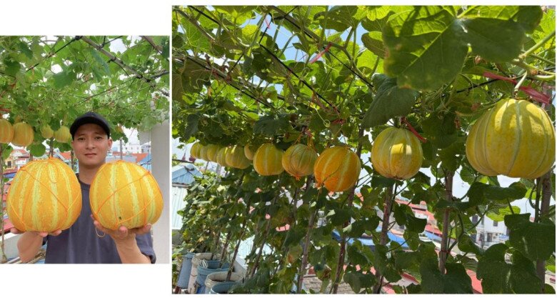 Biến sân thượng 90m2 thành vườn dưa, 9X Hải Phòng thu hoạch 3-4 vụ mỗi năm