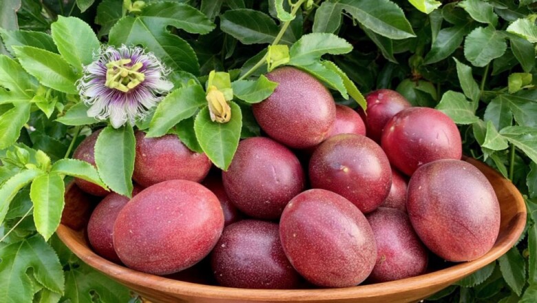 Loại quả leo bờ rào nay thành đặc sản giá 90.000 đồng/kg, trồng một lần ...