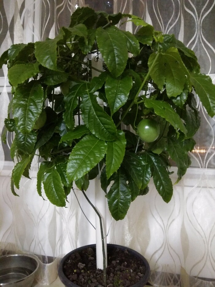 Loại quả leo bờ rào nay thành đặc sản giá 90.000 đồng/kg, trồng một lần ...