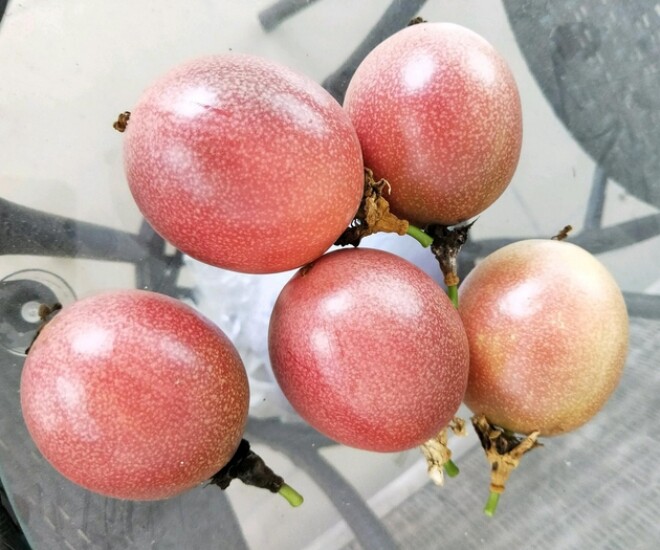 Loại quả leo bờ rào nay thành đặc sản giá 90.000 đồng/kg, trồng một lần ...