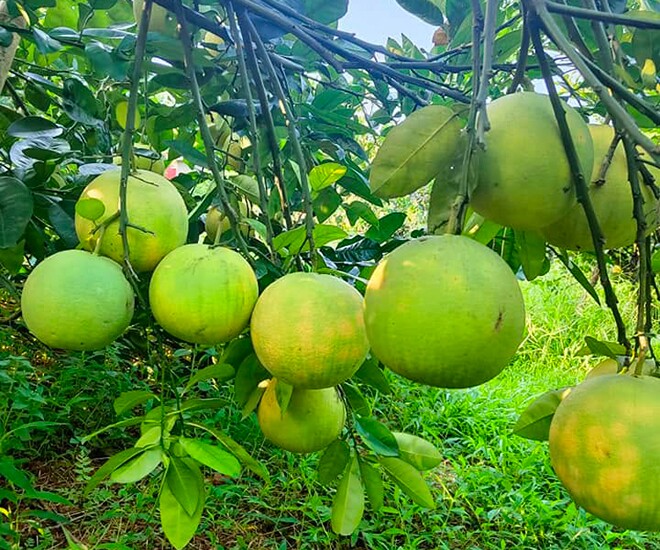 Loại quả tốt nhất thế giới chỉ có ở Phú Thọ, trồng một lần thu hoạch ...