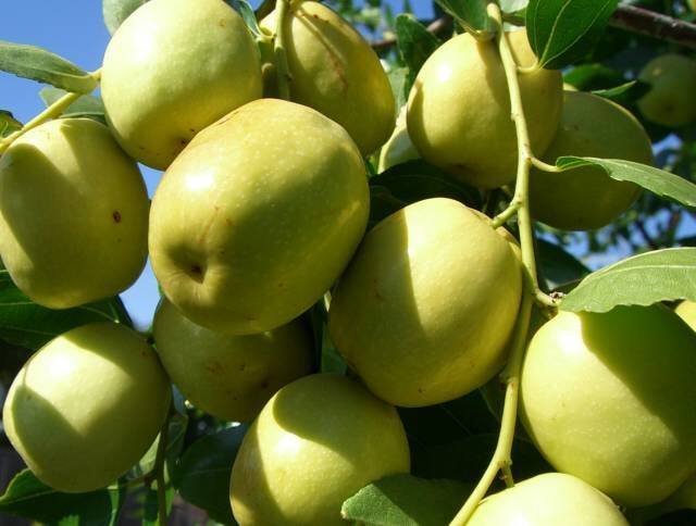 Loại quả tốt nhất thế giới, Việt Nam trồng bạt ngàn thu hoạch nhiều năm ...
