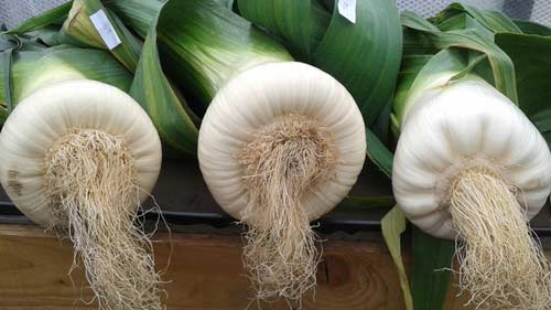Cây tỏi tây 'khủng' nặng hơn 9kg