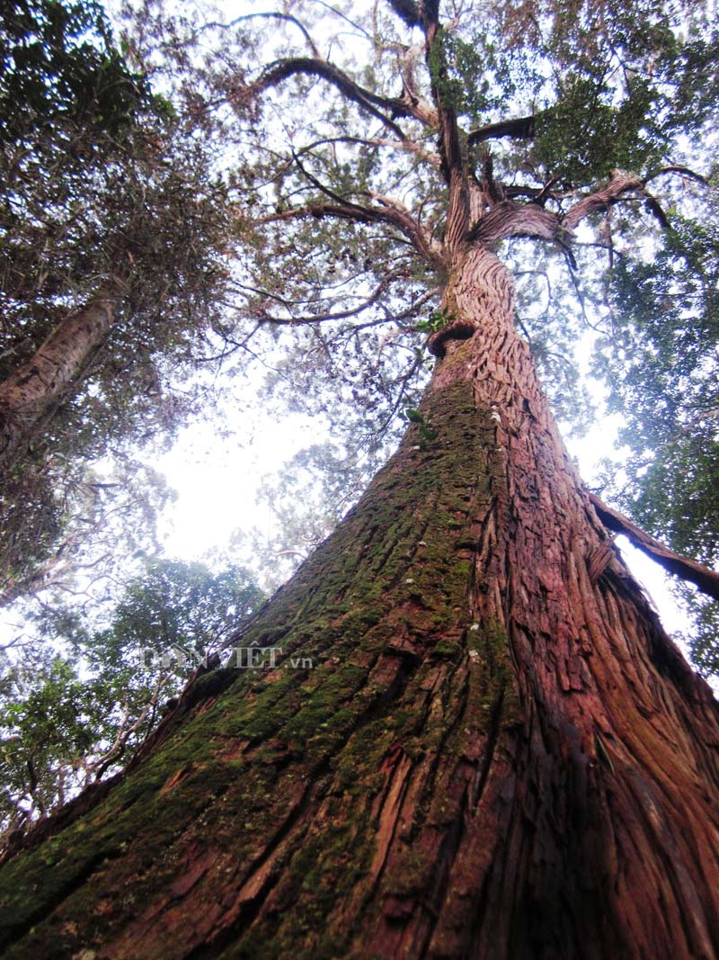 Vẻ đẹp vương quốc pơ mu khổng lồ nơi đất Quảng