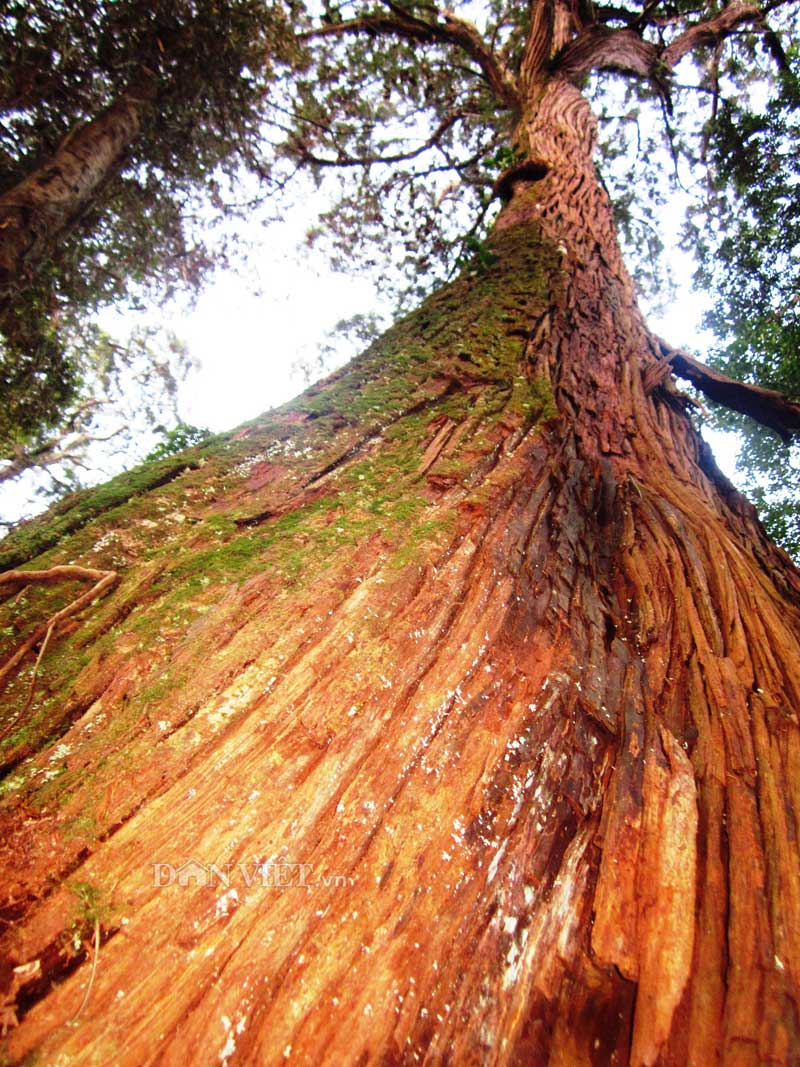 Vẻ đẹp vương quốc pơ mu khổng lồ nơi đất Quảng