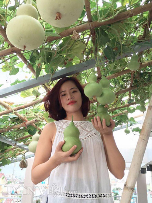 Giàn bầu tiên lúc lỉu phủ xanh sân thượng tầng 5 giữa Sài Gòn