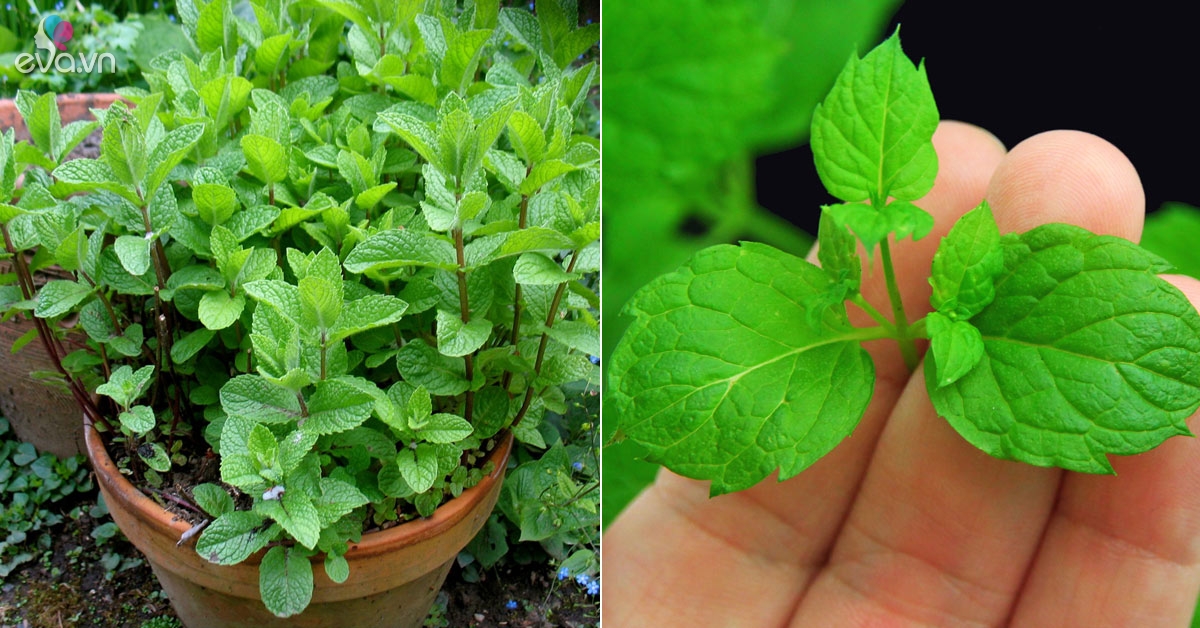 Cách trồng cây bạc hà vừa đuổi muỗi rất tốt lại có rau gia vị - Nhà đẹp
