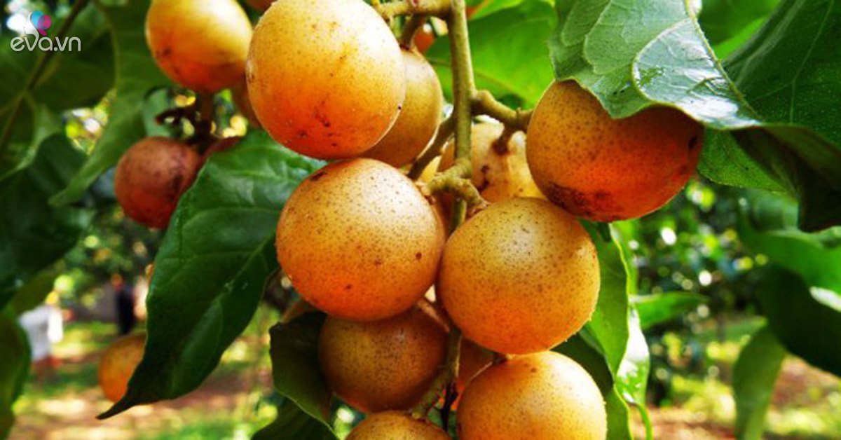 Quất hồng bì: Ở Việt Nam chỉ là quả dại, sang Trung Quốc hóa trái cây vàng