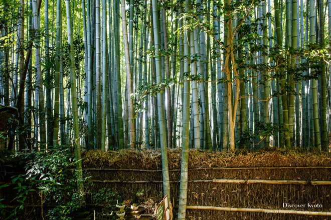 Ngỡ ngàng trước vẻ đẹp như tranh vẽ của rừng tre trúc ở Nhật Bản