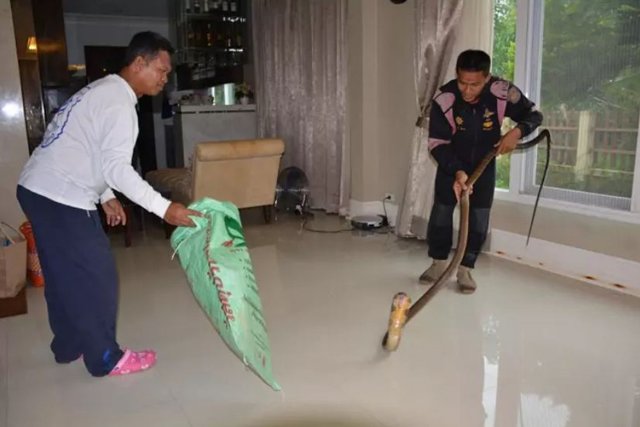 Đang ngủ trên ghế thì thấy tiếng rít ở rèm cửa, người phụ nữ kinh hoàng ...