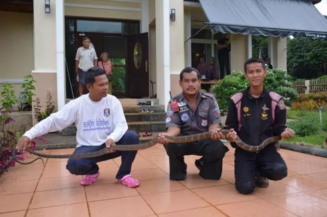 Đang ngủ trên ghế thì thấy tiếng rít ở rèm cửa, người phụ nữ kinh hoàng ...