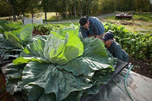 Tròn mắt trước những loại rau củ quả khổng lồ ở Alaska và lý giải cho ...