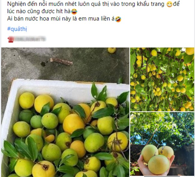 Loại quả quê chín rụng không ai nhặt, nay là thành đặc sản sang chảnh ...