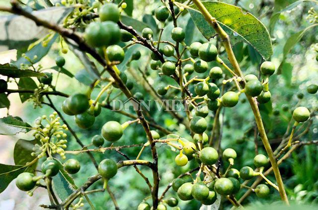 Loại quả xưa rụng không ai nhặt, nay là đặc sản hiếm 300.000 đồng/kg ...